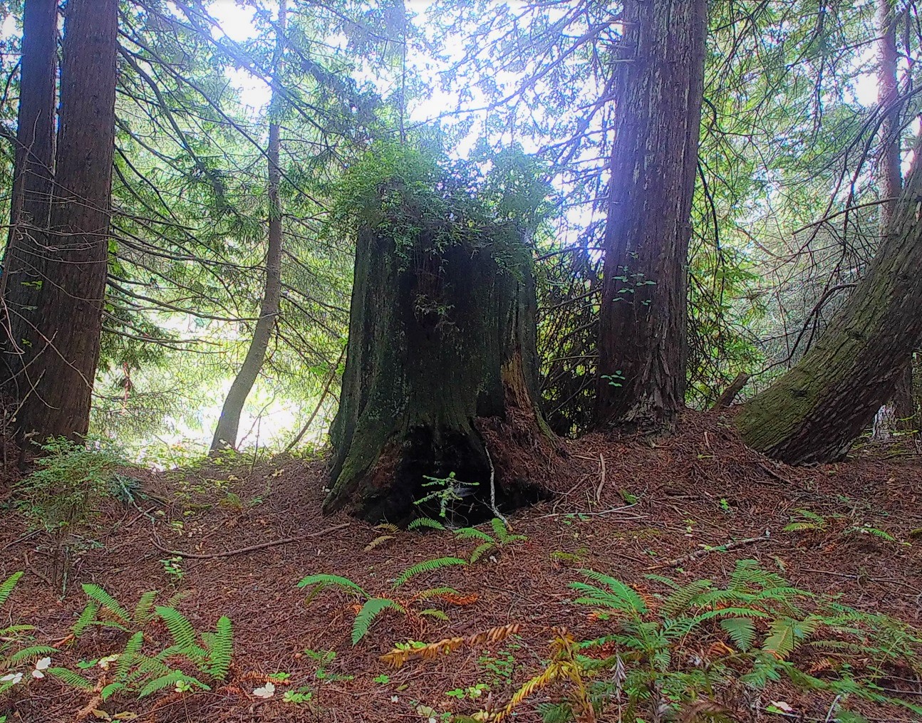 Time-Lapse Cameras – 1,000 Year Project